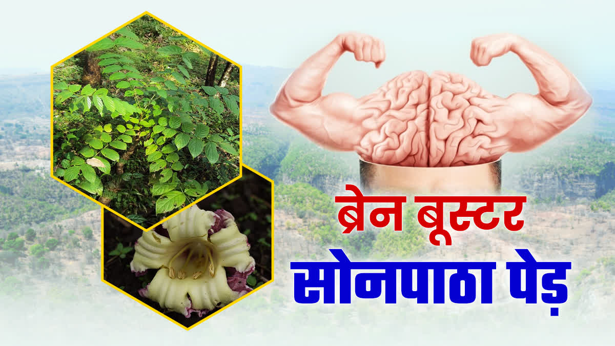 पातालकोट के जंगलों में मिला ब्रेन बूस्टर पेड़, खाते ही खुल जाएगी दिमाग ...