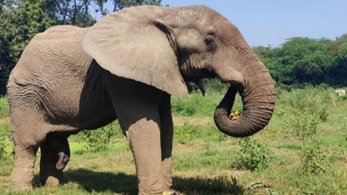 Delhi Zoo's Lone African Elephant Shankar Passes Away