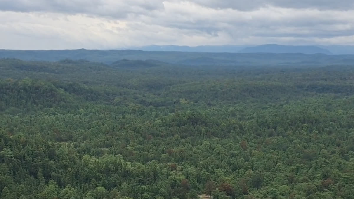 The Story Of Palamu's Economic And Ecological Shift, From Bamboo Hub To ...