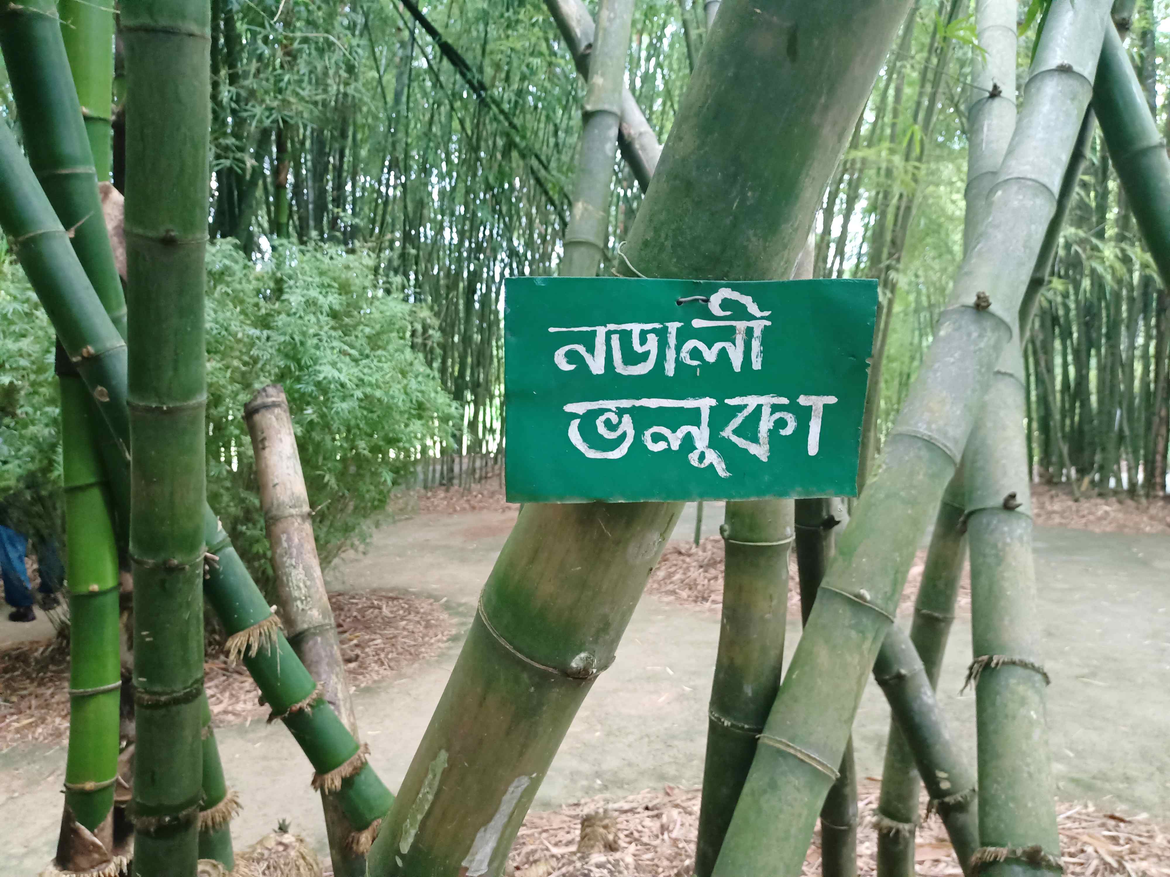 World Bamboo Day | Visitors Can See World's Tallest And Shortest ...