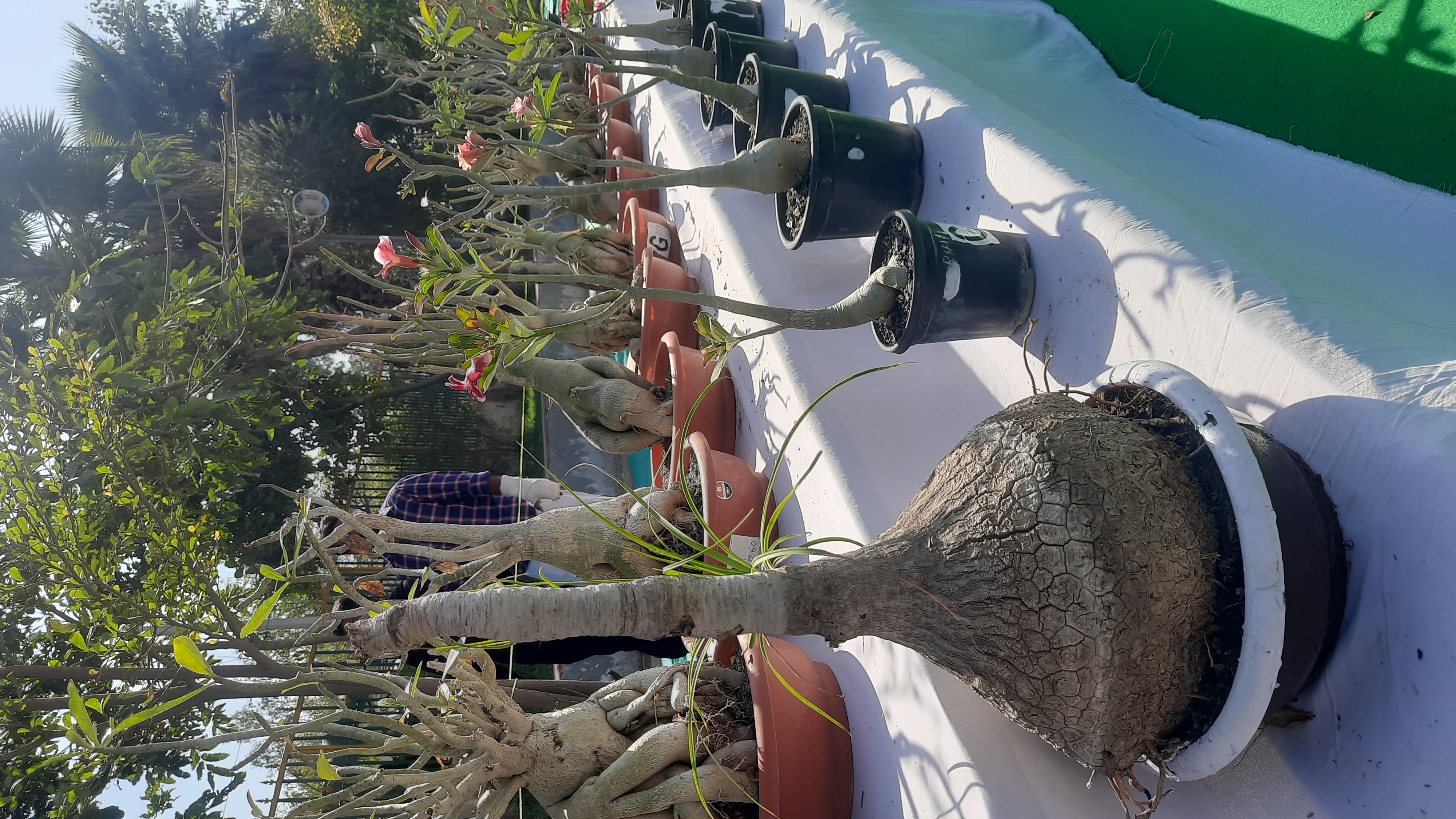 Bharatpur Man Curates 55 Rare Desert Rose Varieties, Turns Heat Into ...