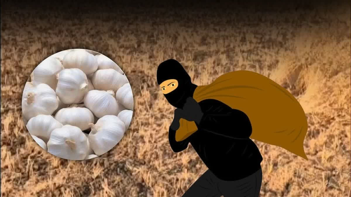 Crop Theft On Rise In Ratlam: Thieves Steal Soybean, Garlic Crops ...