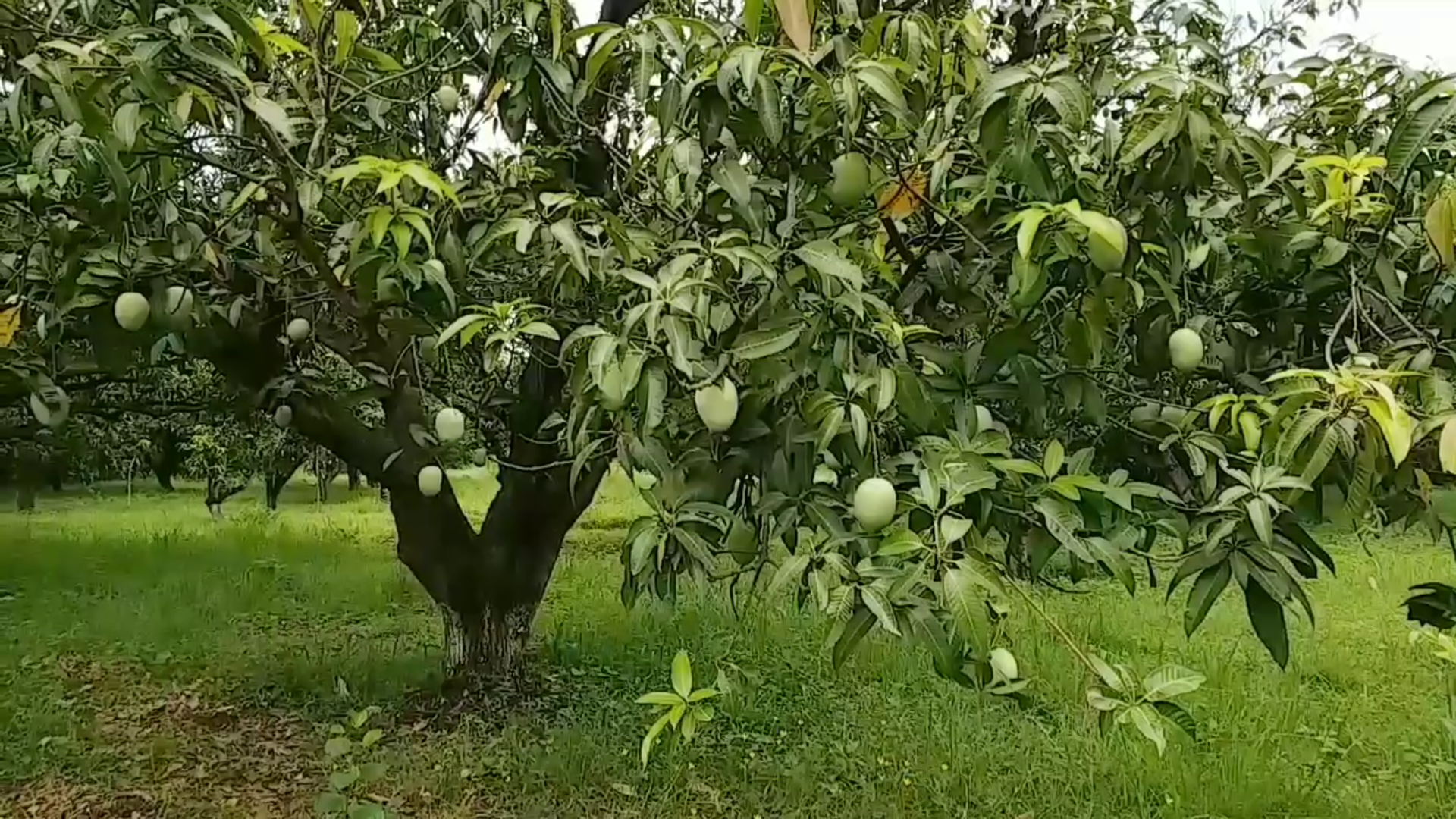 देखने में जितना सुंदर उतना ही स्वाद में रसीला, सुंदरजा आम पर डाक टिकट ...