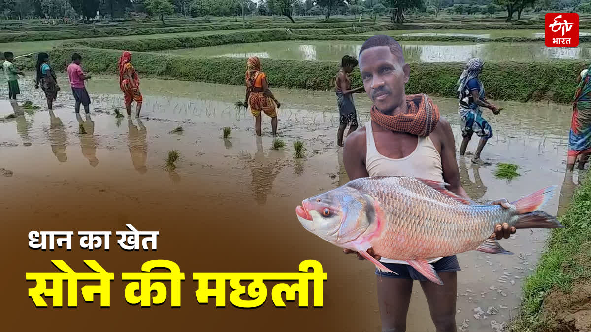 धान के खेत में मछली पालन का गजब आइडिया, फसल के साथ बोरी भरकर आएगा पैसा