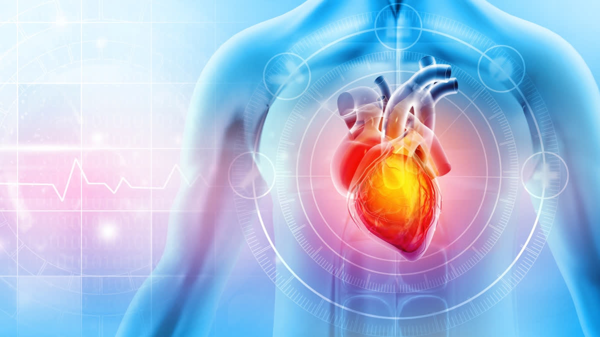New Study Finds That Human Heart Regrows Muscle Cells After Heart Attack