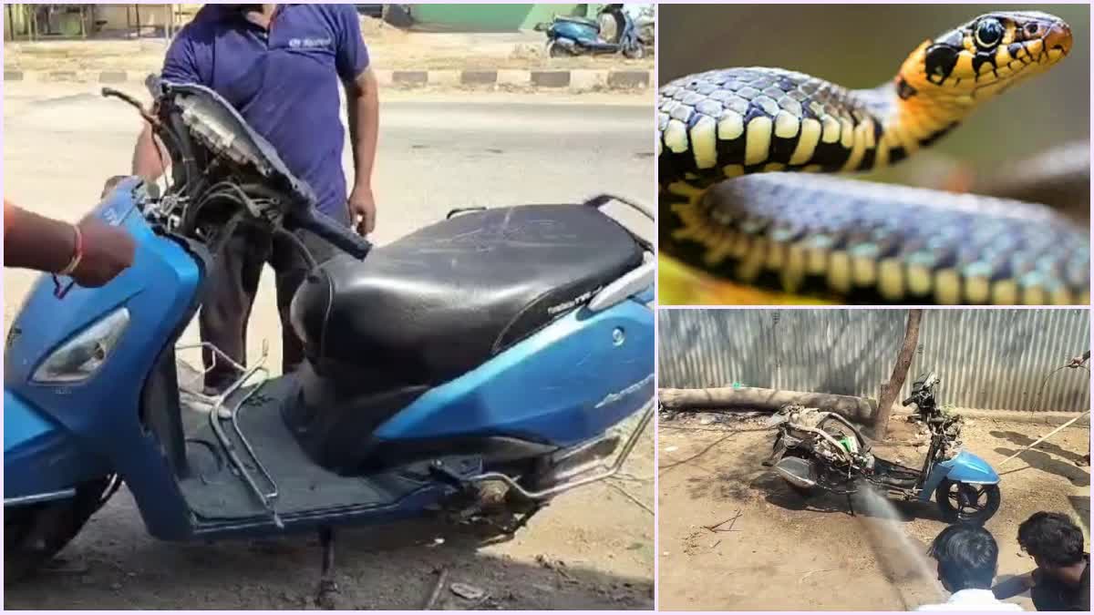 నడుపుతున్న స్కూటీ నుంచి బయటికి వచ్చిన పాము- బెంబేలెత్తిన వాహనదారుడు
