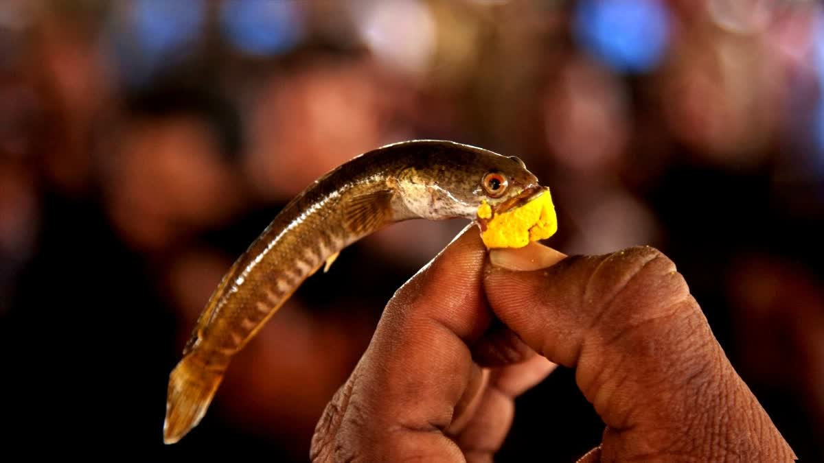 ఆస్తమా పేషెంట్స్ కు అలర్ట్ - చేప ప్రసాదం పంపిణీ డేట్స్ ఫిక్స్ ...