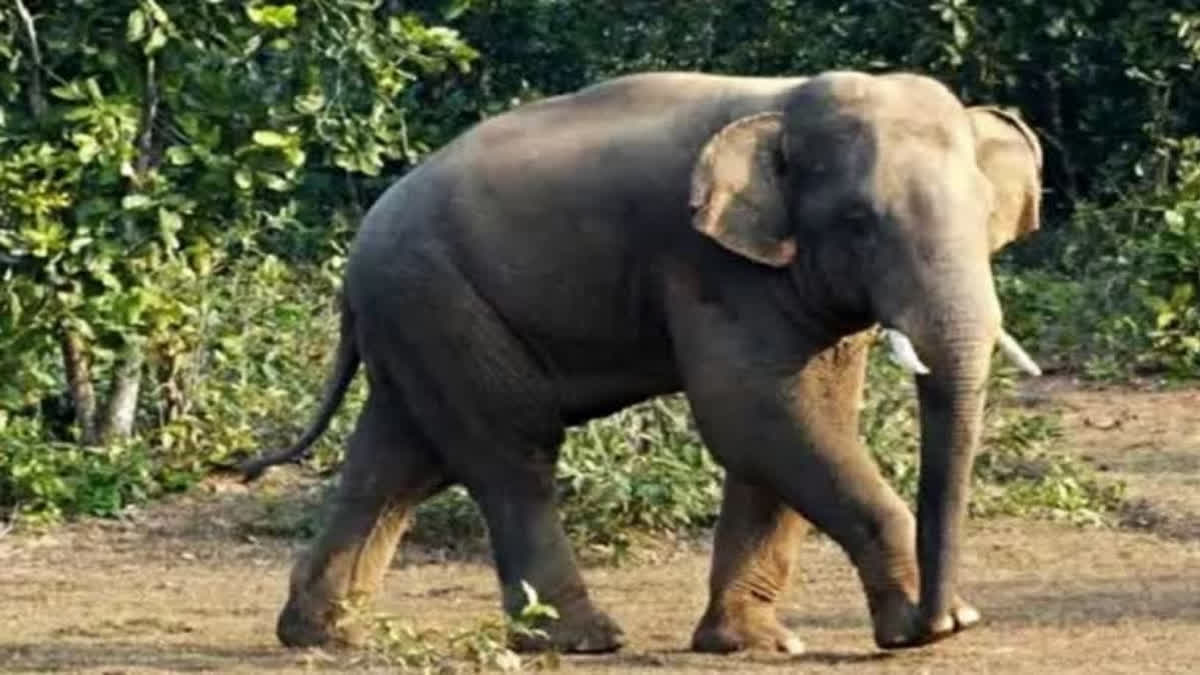 ଅନୁଗୋଳରେ ଆମ୍ବ ଗୋଟାଇବାକୁ ଯାଇଥିବା ବେଳେ ଦୁଇ ଜଣଙ୍କୁ ଦଳିଦେଲା ଦନ୍ତା