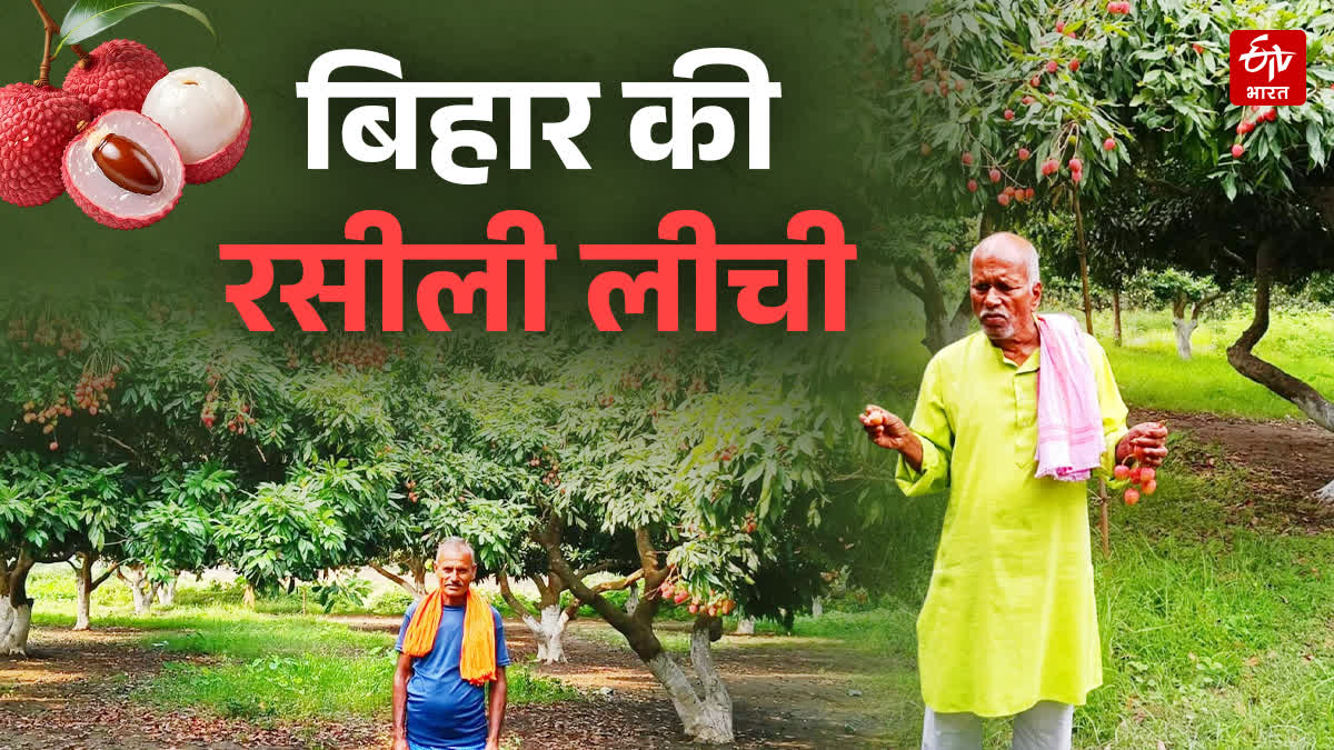 50 हजार खर्च, 4 लाख कमाई! शाही और चाइना लीची की मिठास से किसानों की ...