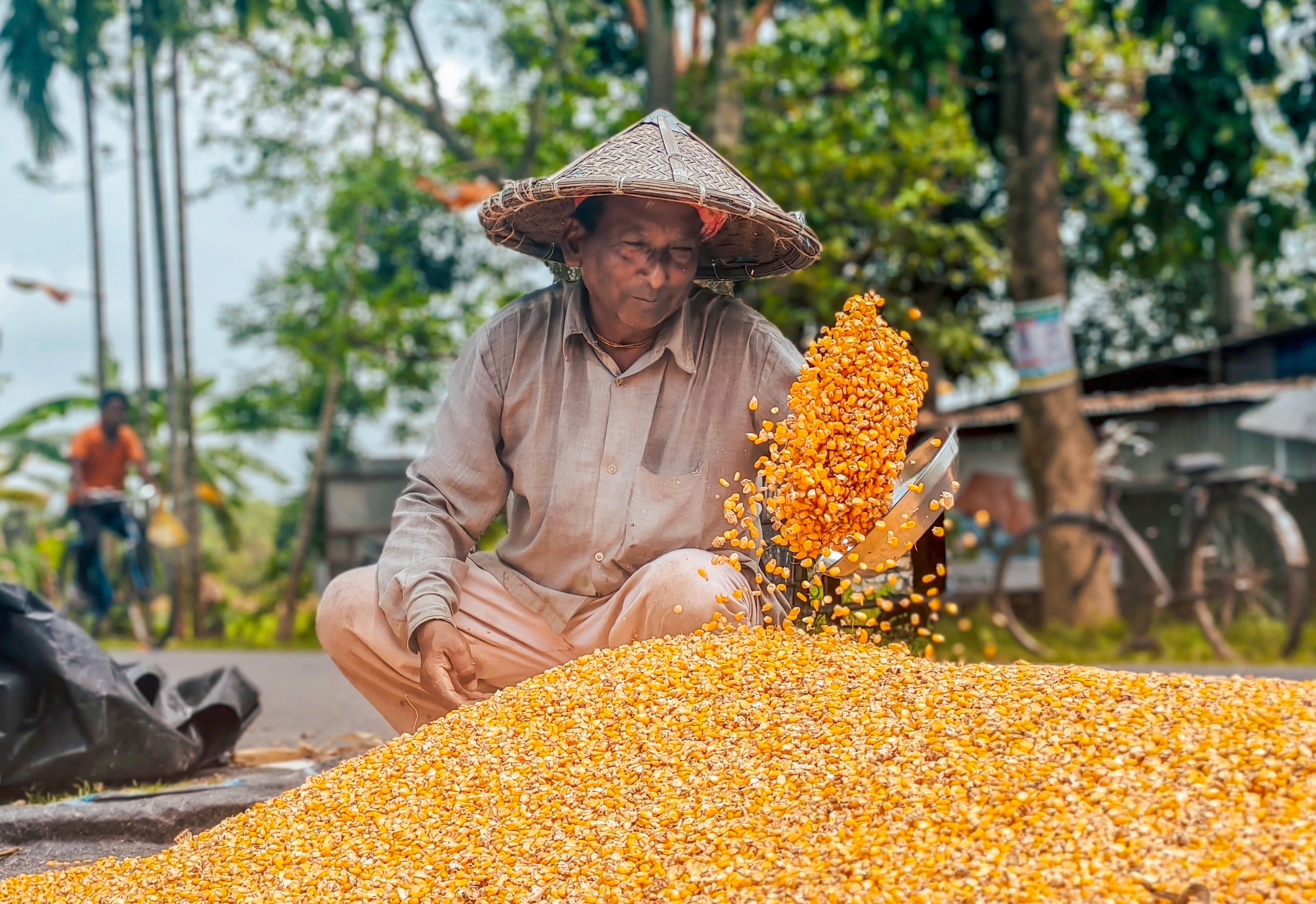 Agricultural Scientists Ask Farmers To Prepare For Maize, Fodder ...