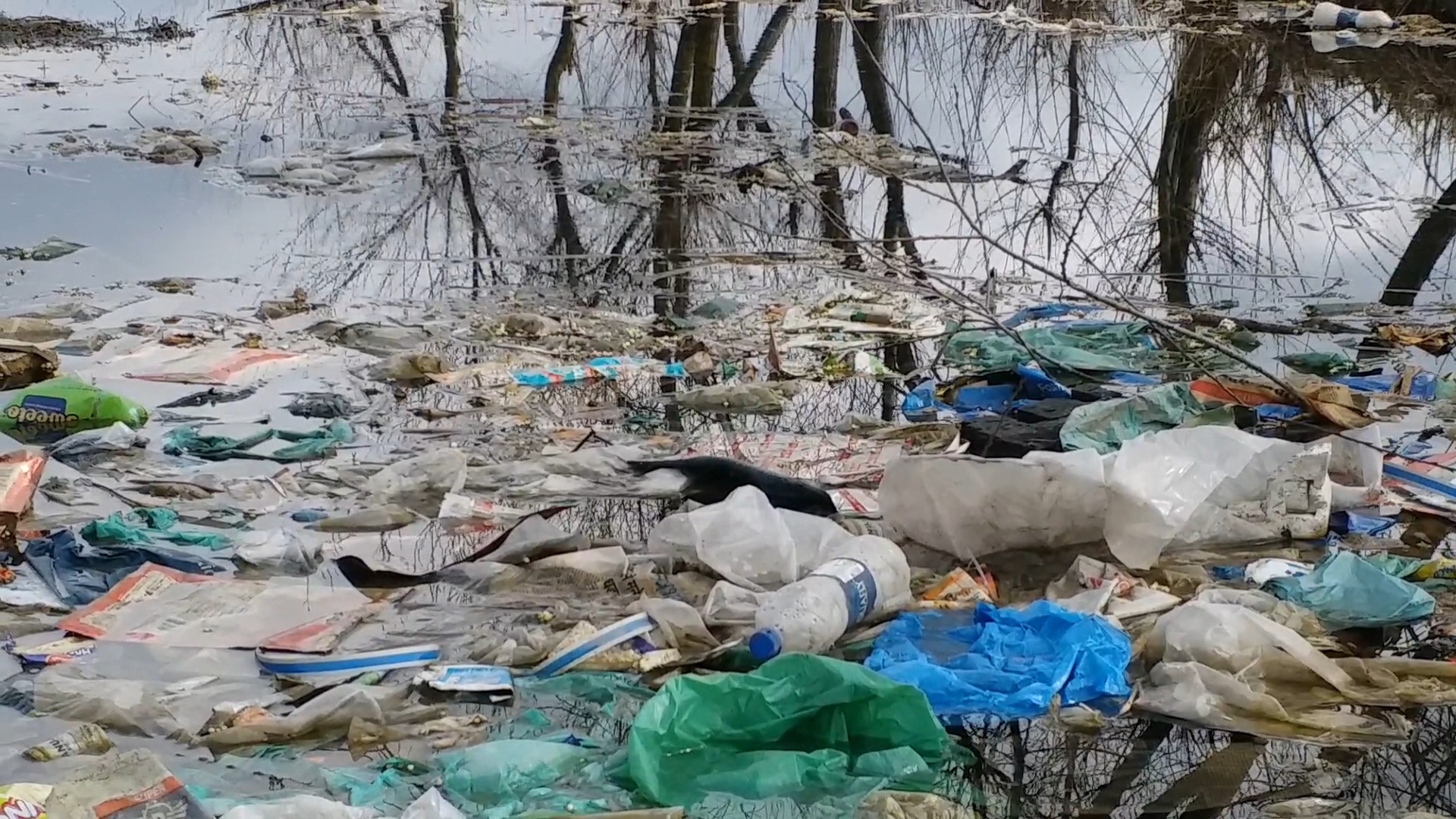 Rising Pollution Is Killing Fish In Kashmir Springs; Expert Urges Caution