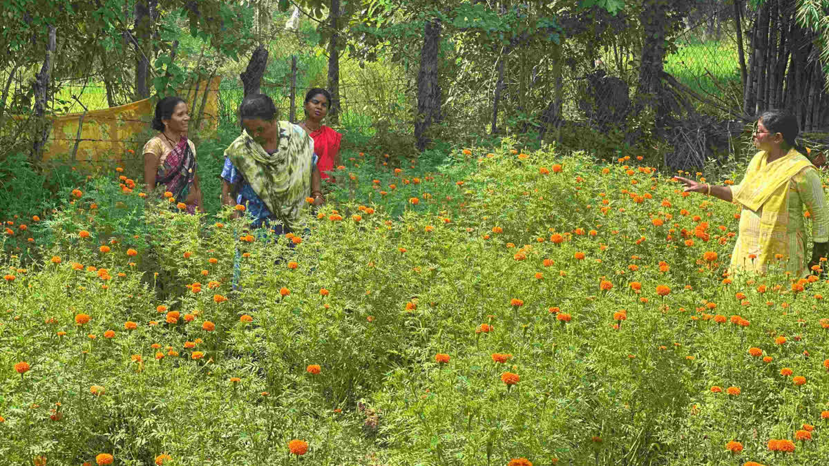Marigold Moments: Kanker’s Women Bloom With Flower Cultivation & Reap A ...