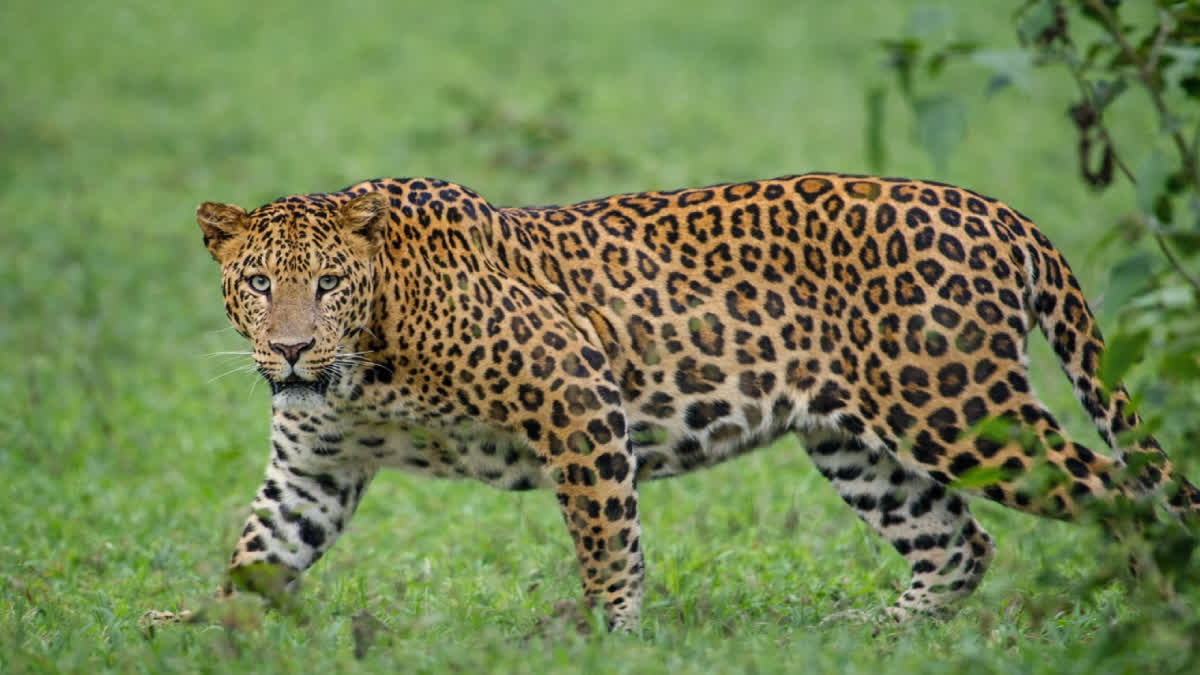 Padyatra Turns Tragic: Leopard Kills 30-Year-Old Pilgrim On Male ...