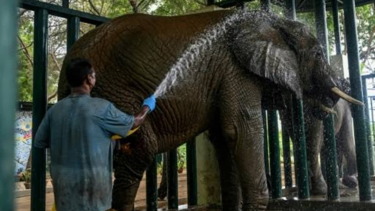 Jumbo Task: 400 Pills A Day For Elephants With TB In Pakistan