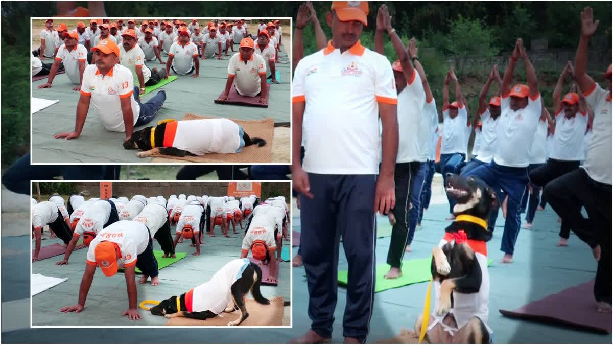 Watch: On International Yoga Day, Trained Pariah Dog Joins NDRF ...
