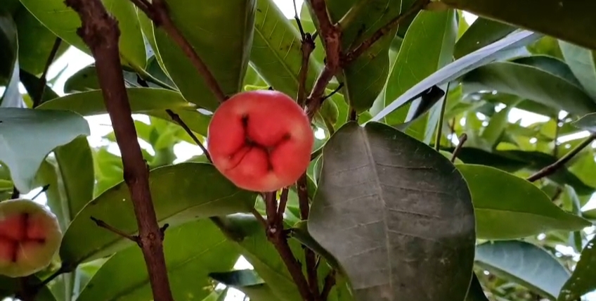 Varanasi Farmer Grows Water Apple Successfully, Offers Hope To Others