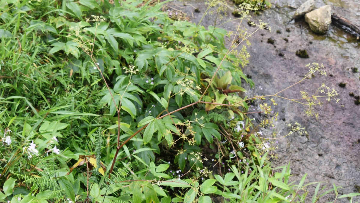 New Plant Species Discovered In The Western Ghats By Researchers
