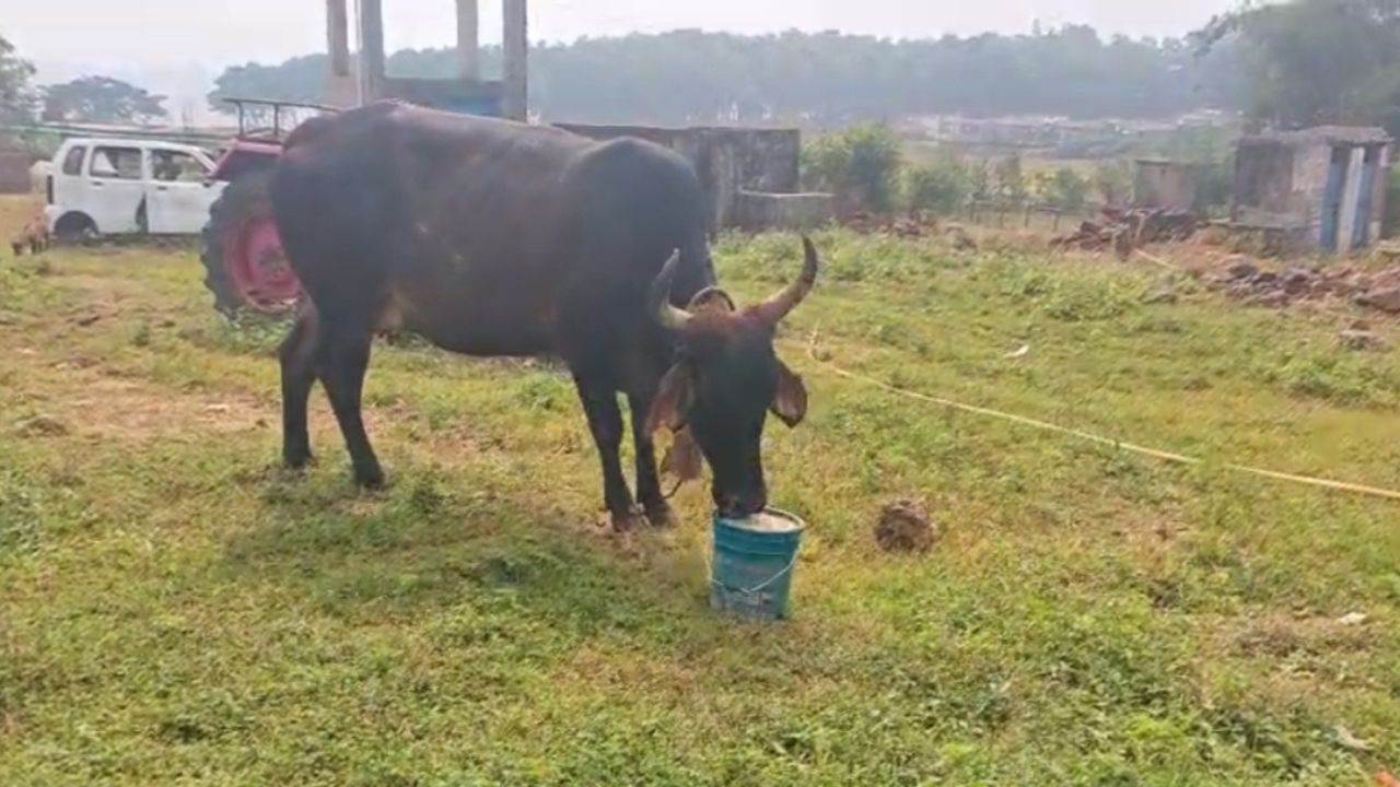 A Drinking Party With Cows And Bulls On Diwali: Chhattisgarh Tribals ...