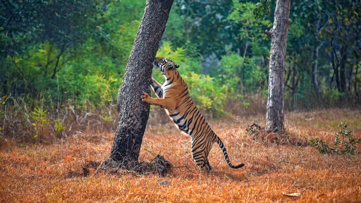 Maharashtra: Tiger Kills Four Tribal Women Collecting Tendu Leaves In ...