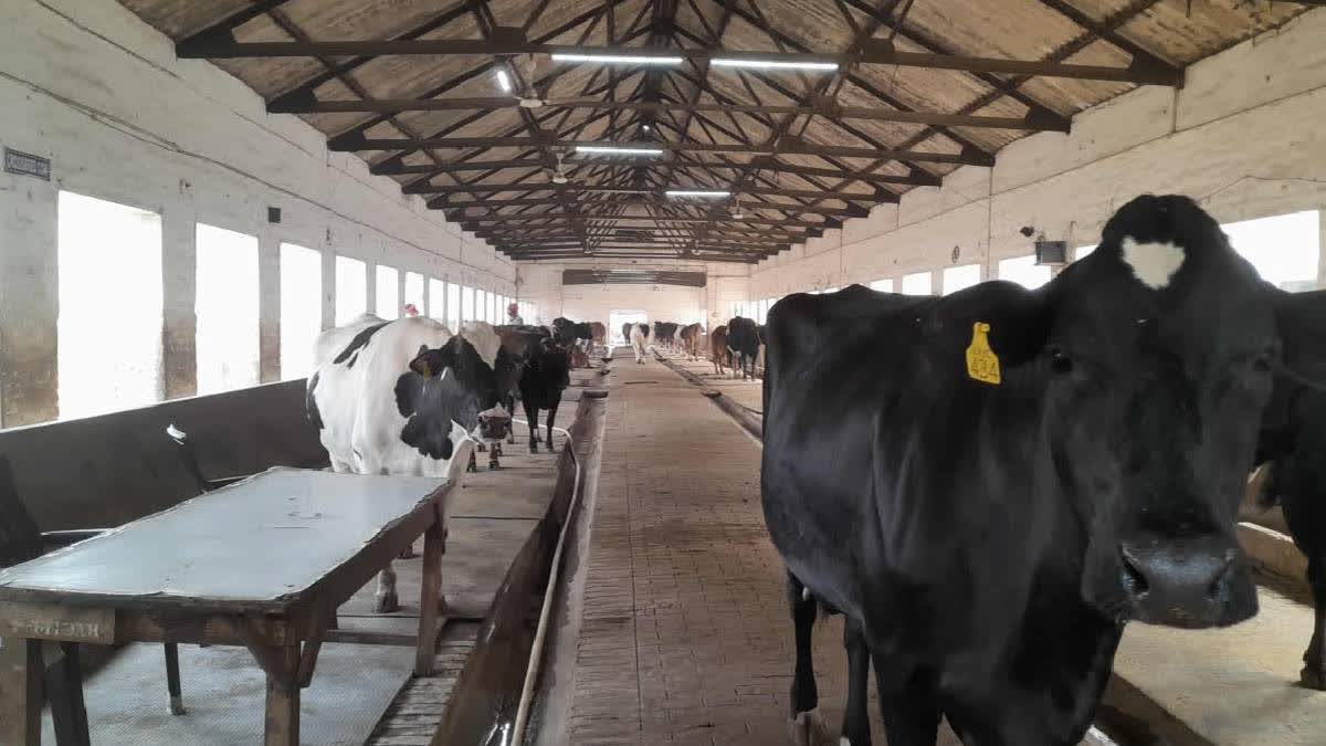 Bihar Animal Sciences University Convocation Highlights State's ...