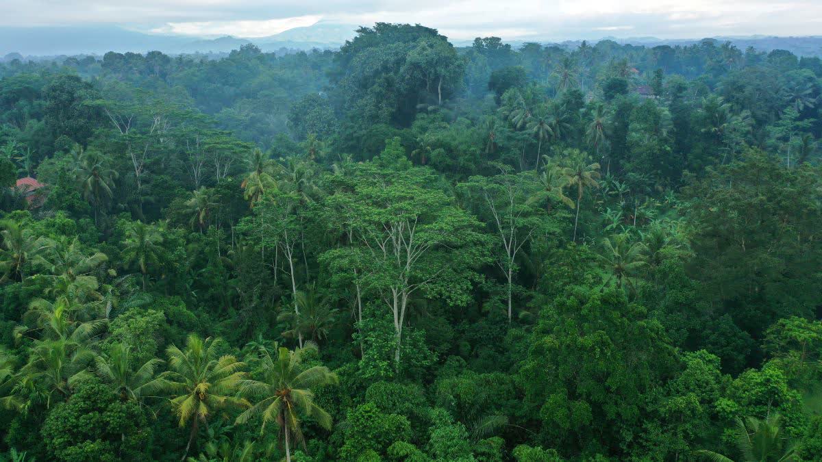 World Rainforest Day 2025 - June 22: Earth's Oldest Living Ecosystems ...