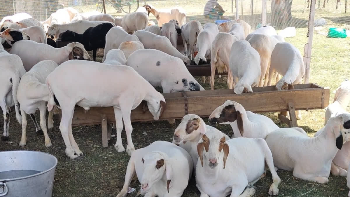 Mutton Off The Table In Kashmir As Dealers Announce Strike Over ...