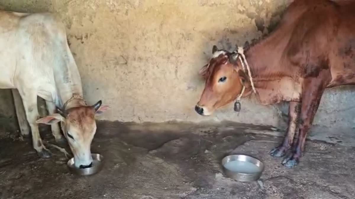 A Drinking Party With Cows And Bulls On Diwali: Chhattisgarh Tribals ...