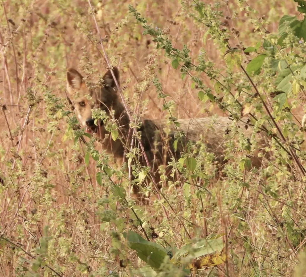 Rare, IUCN-Listed Asiatic Wild Dog Spotted In Madhya Pradesh's Ratapani ...