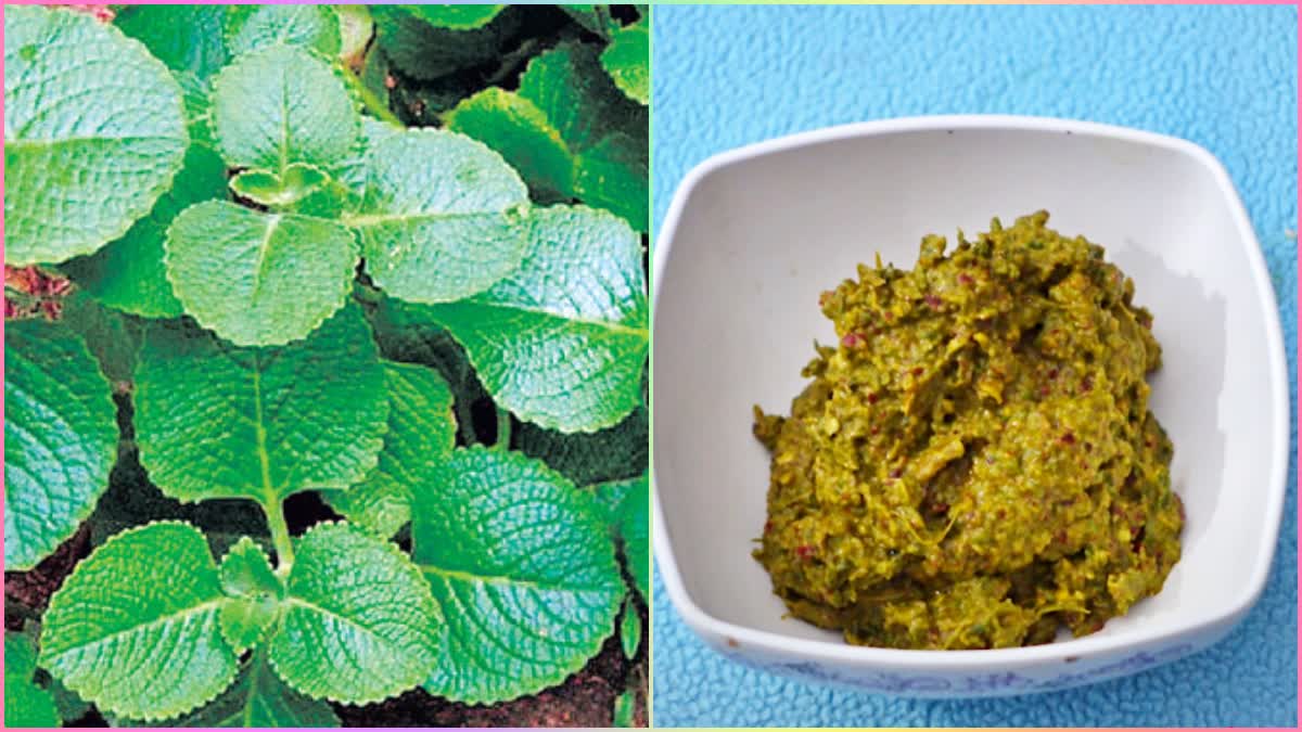 రుచికరమైన "వామాకు పచ్చడి" - గ్యాస్ ట్రబుల్ ఉంటే ట్రై చేసి చూడండి