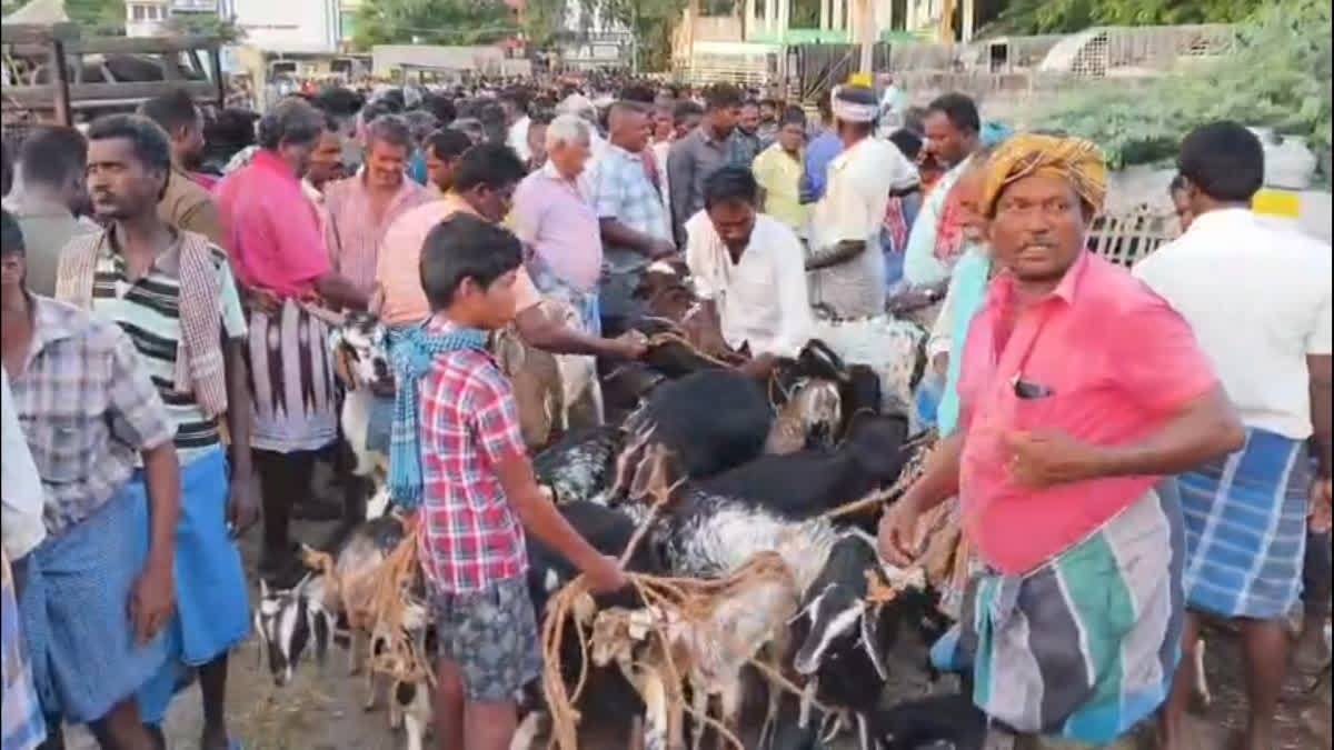 பக்ரீத் பண்டிகையை முன்னிட்டு 5 மணி நேரத்தில் ரூ. 4 கோடிக்கு ஆடுகள் ...