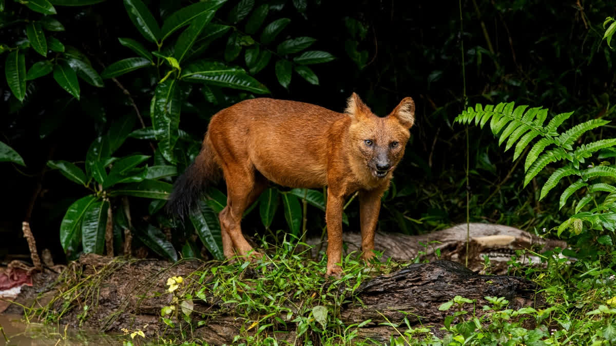 Rare, IUCN-Listed Asiatic Wild Dog Spotted In Madhya Pradesh's Ratapani ...