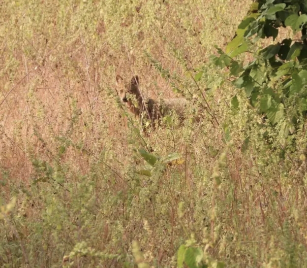 Rare, IUCN-Listed Asiatic Wild Dog Spotted In Madhya Pradesh's Ratapani ...