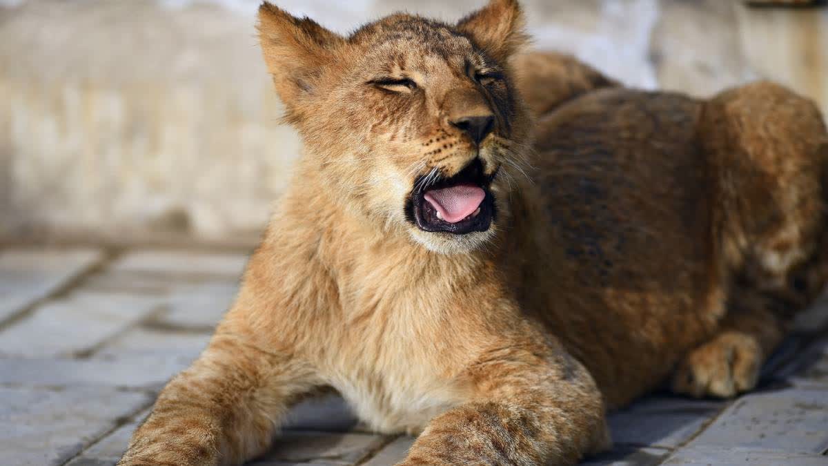 Carcass Of Lion Cub Found In Junagadh; Probe Launched