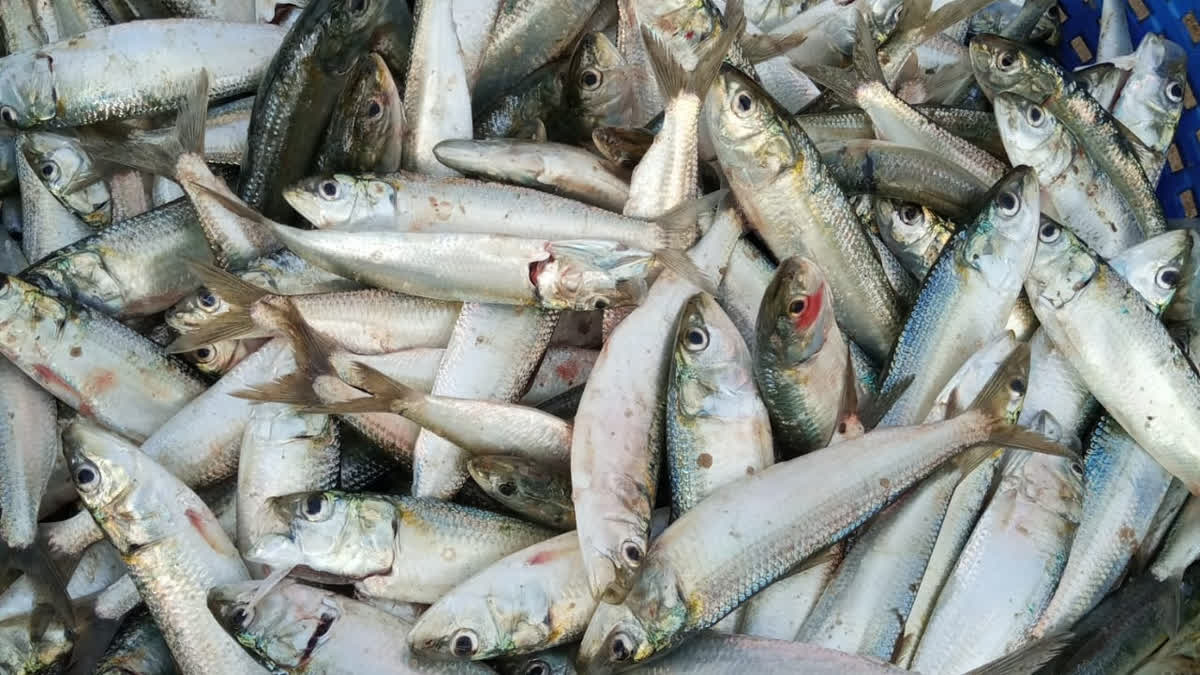 Karnataka Fisheries Corporation Plans ‘Ready-to-Cook’ Vacuum-Packed ...