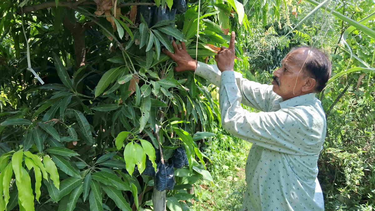 Farmer From Kota Grows Plant That Yields Mangoes Throughout Year ...