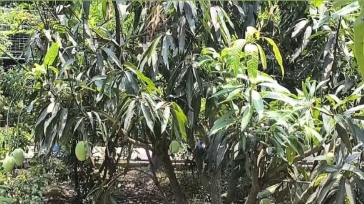 Rataul: The Baghpat Mango That Led To Indo-Pak Standoff