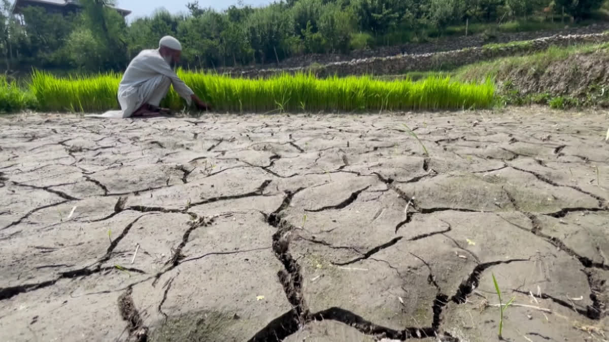 Dara Harwan Farmers Hit Hard By Water Shortage As Heatwave Grips Jammu ...
