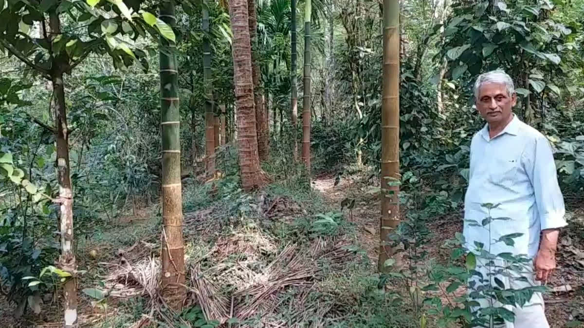 Imitating Nature, Malnad Farmer Creates 4-Acre Biodiverse Forest Farm ...