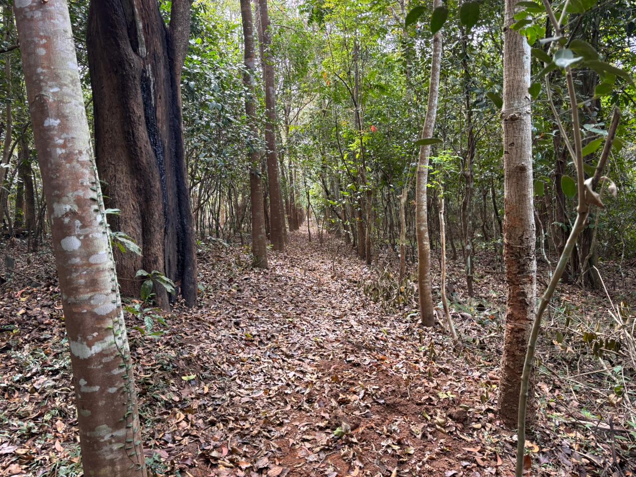 Imitating Nature, Malnad Farmer Creates 4-Acre Biodiverse Forest Farm ...