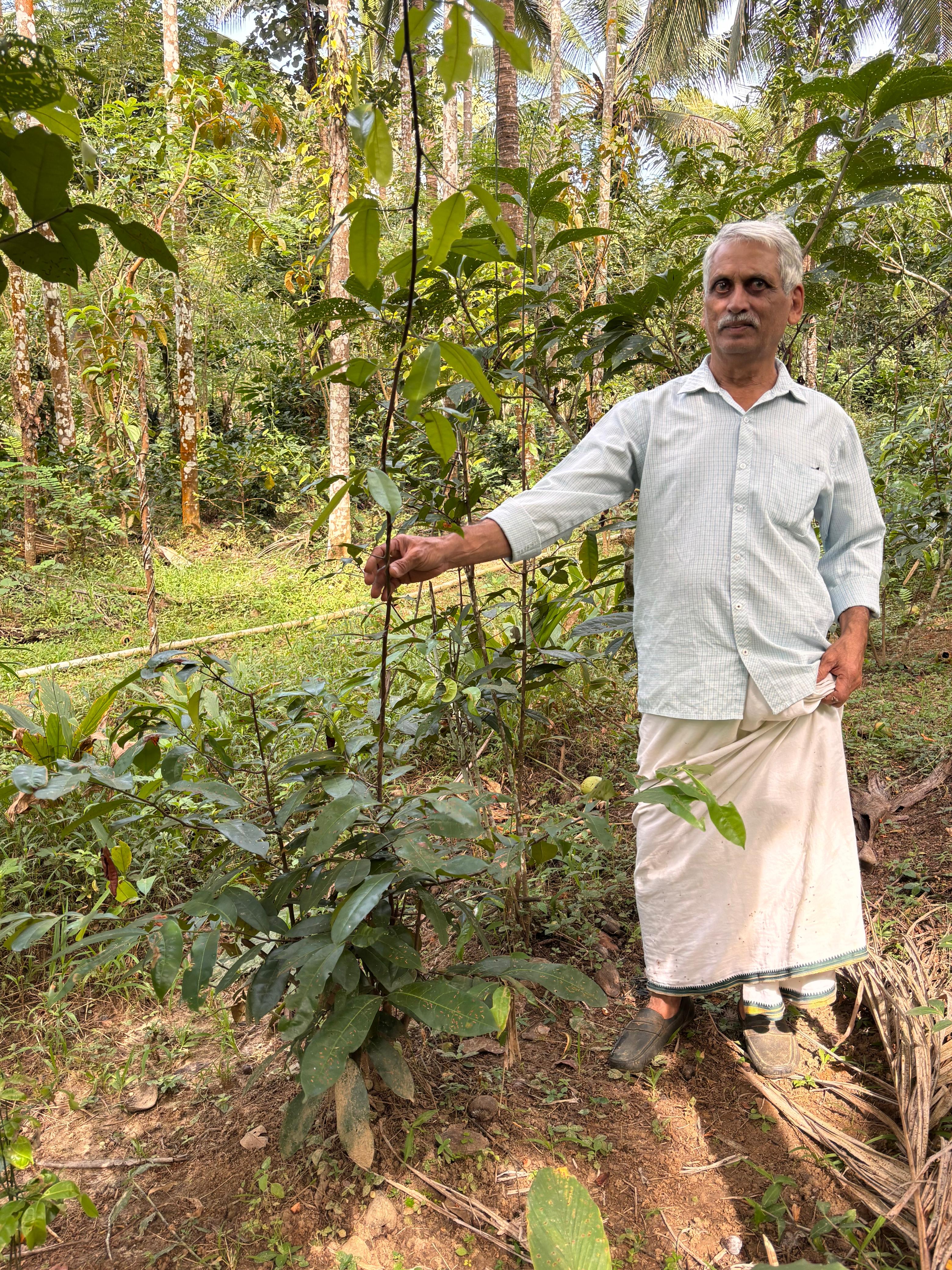 Imitating Nature, Malnad Farmer Creates 4-Acre Biodiverse Forest Farm ...