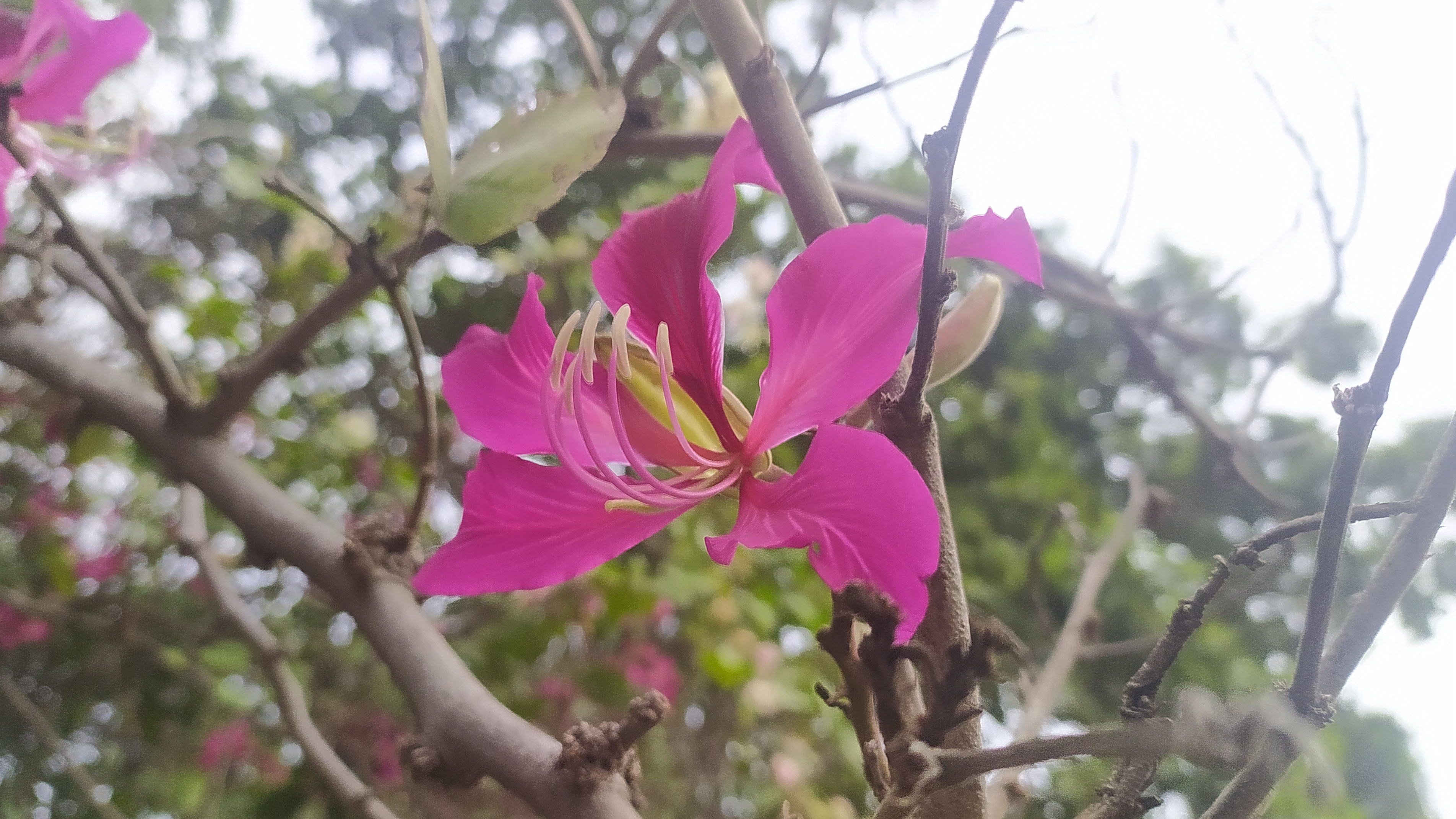 अयोध्या राम मंदिर में फहराया धर्मध्वज, रीवा और कोविदार वृक्ष का ध्वज से ...