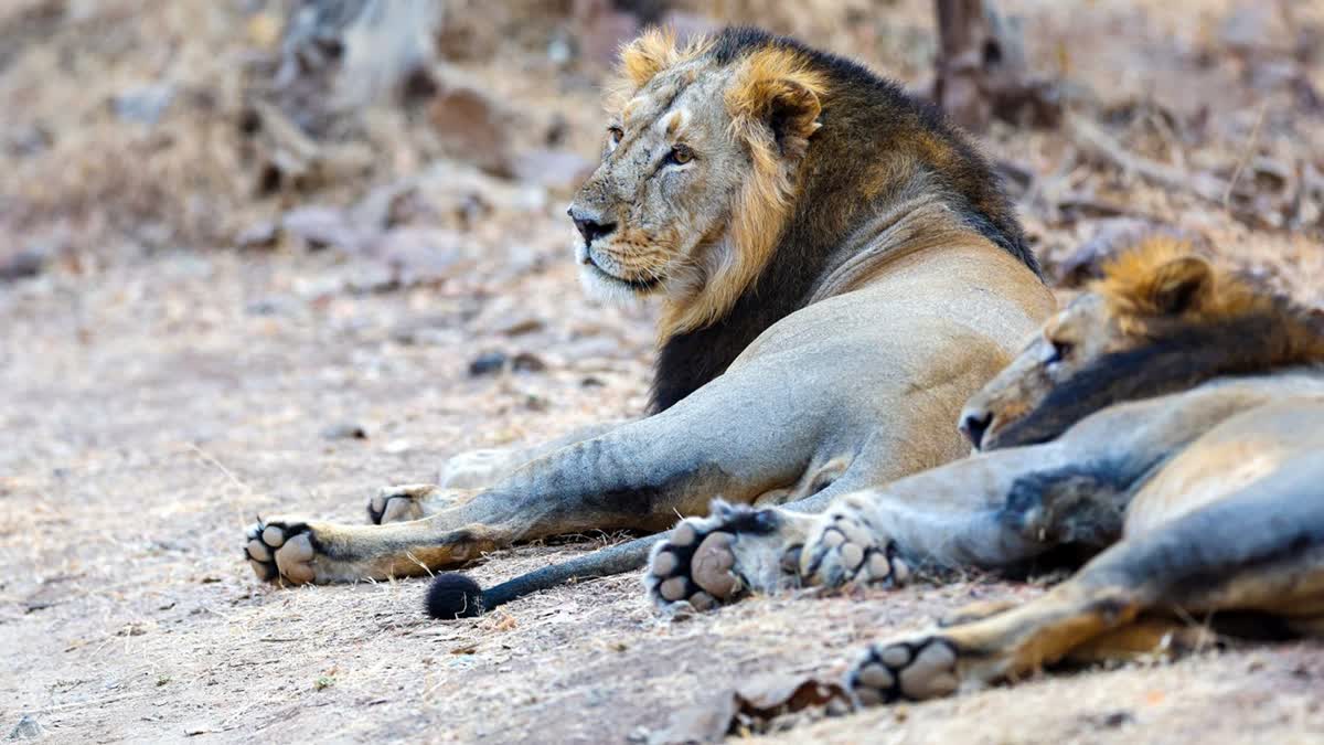 King Of The Jungle Under Threat: Suspected Babesiosis Outbreak Kills ...