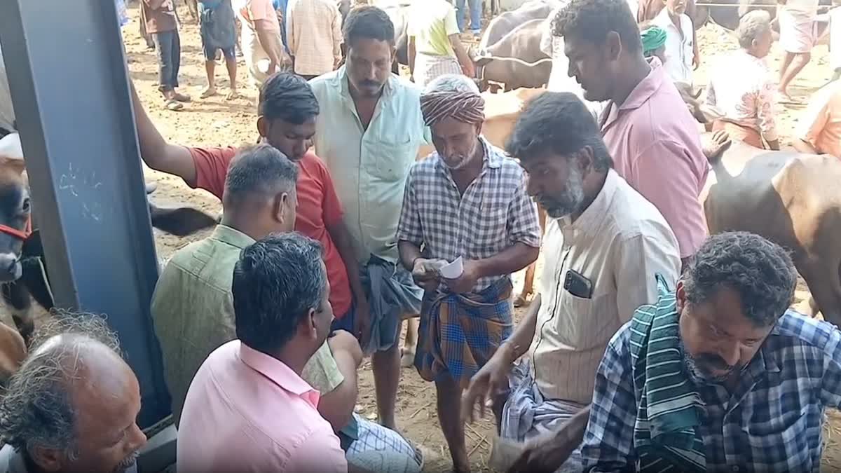 பக்ரீத் பண்டிகை - பொள்ளாச்சி மாட்டுச் சந்தையில் ரூ.5 கோடிக்கு வர்த்தகம்