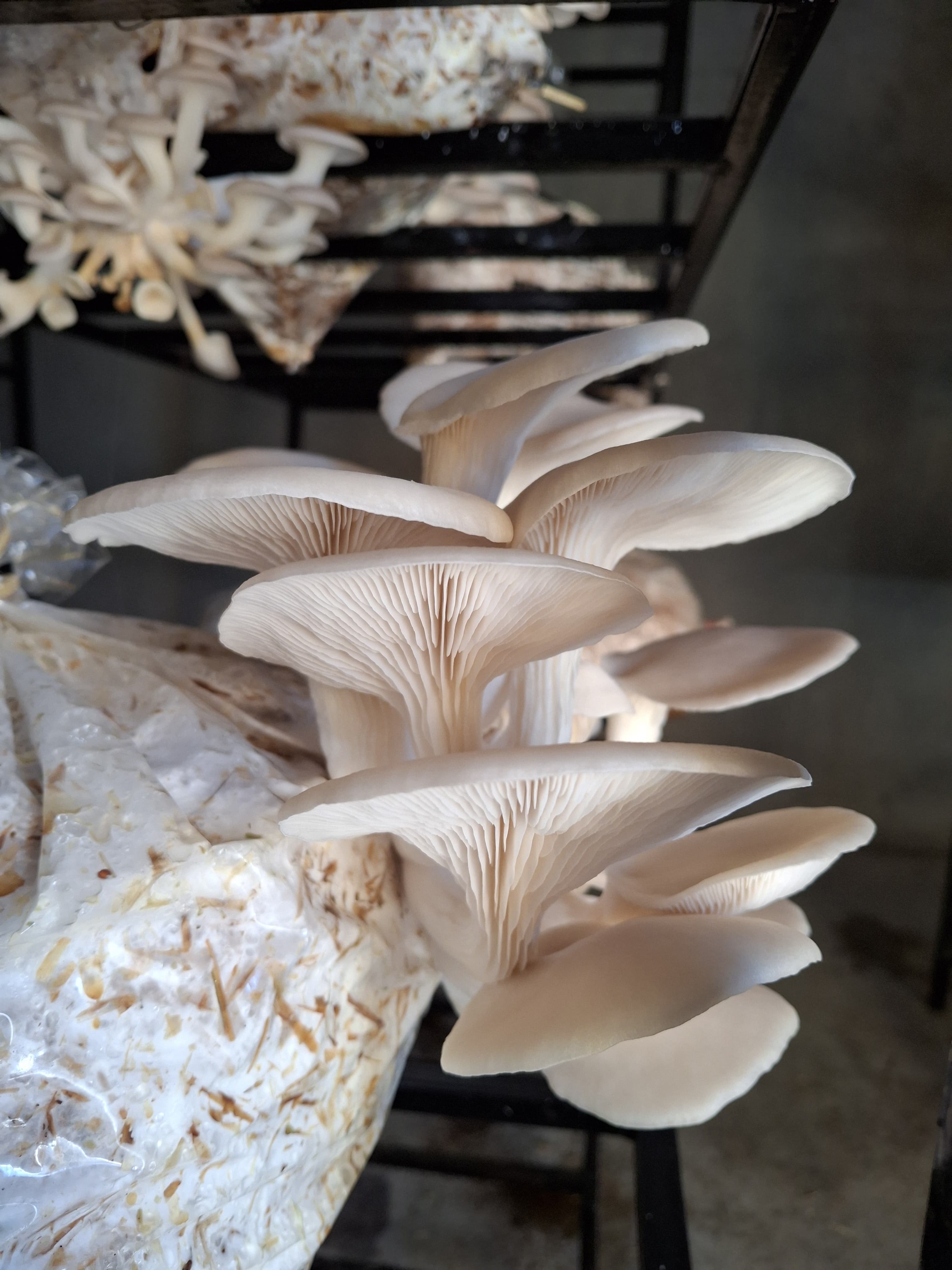Experts Believe Ladakh Hosts More Than 1,000 Varieties Of Mushrooms