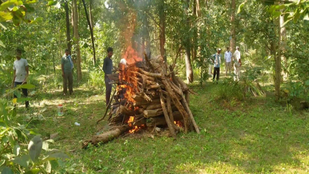 Bear Dies After Eating Pressure Bomb In Balaghat Forest