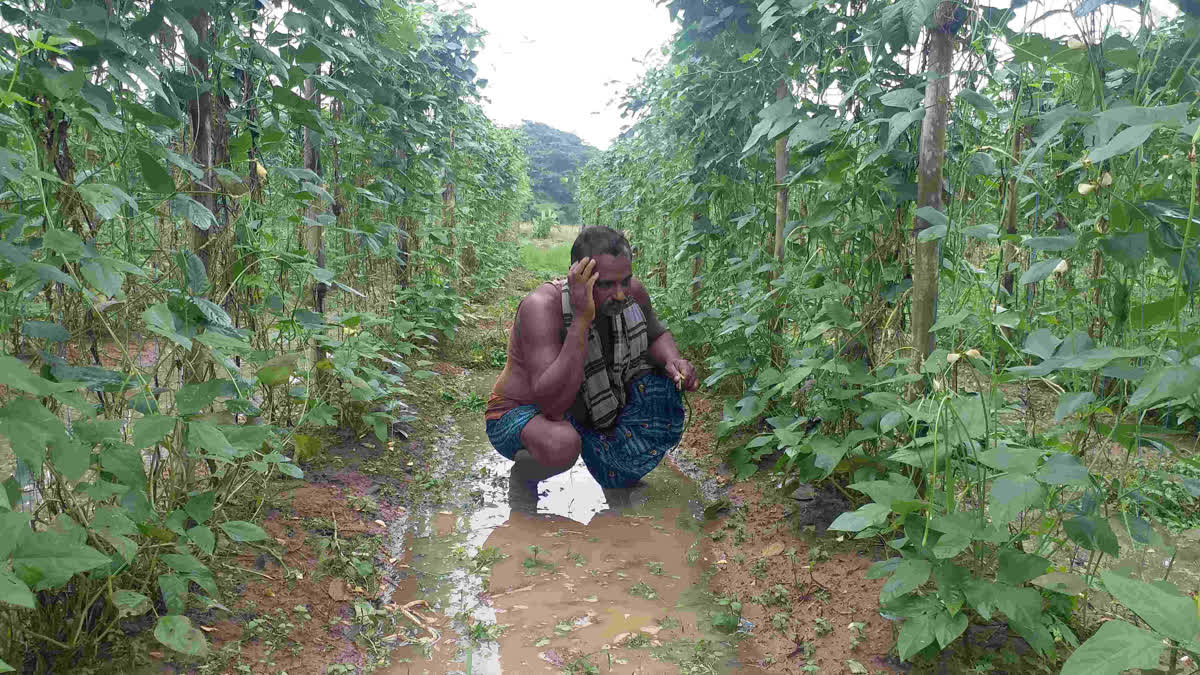 Farmers Stare At Uncertainty As Dana Wipes Off Crops In Cuttack ...