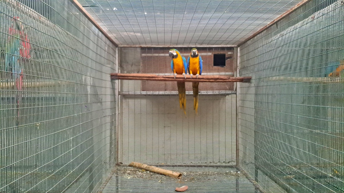 House Of Parrots: Bihar Man Turns Home Into Exotic Bird Sanctuary Worth ...