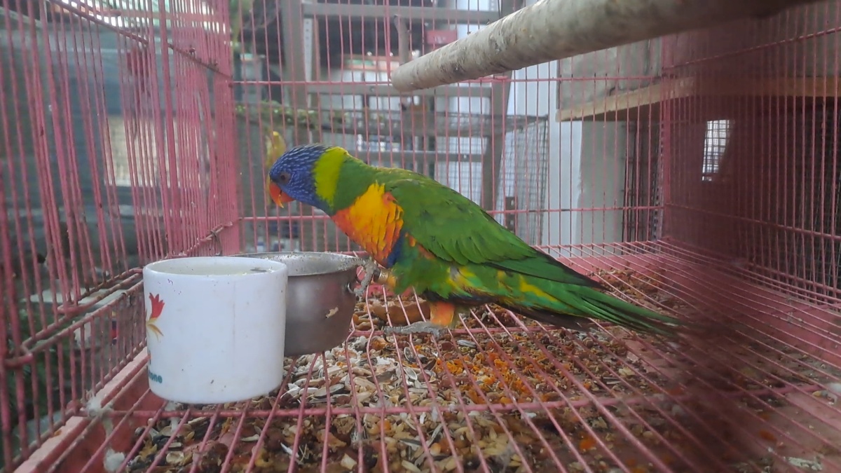 House Of Parrots: Bihar Man Turns Home Into Exotic Bird Sanctuary Worth ...