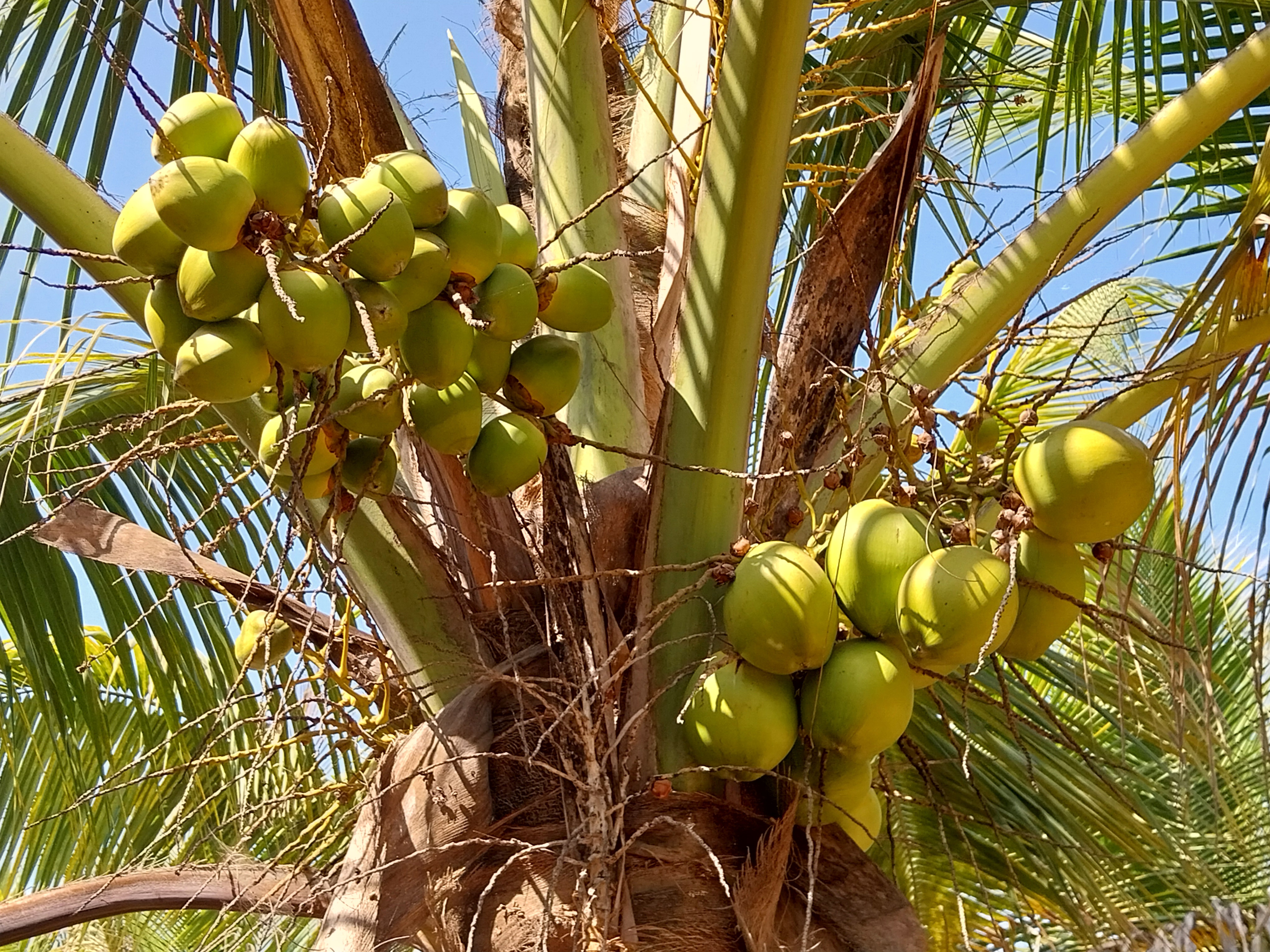 नर्मदा किनारे 2000 नारियल पेड़ों से किसानों का करोड़ों का फल साम्राज्य ...