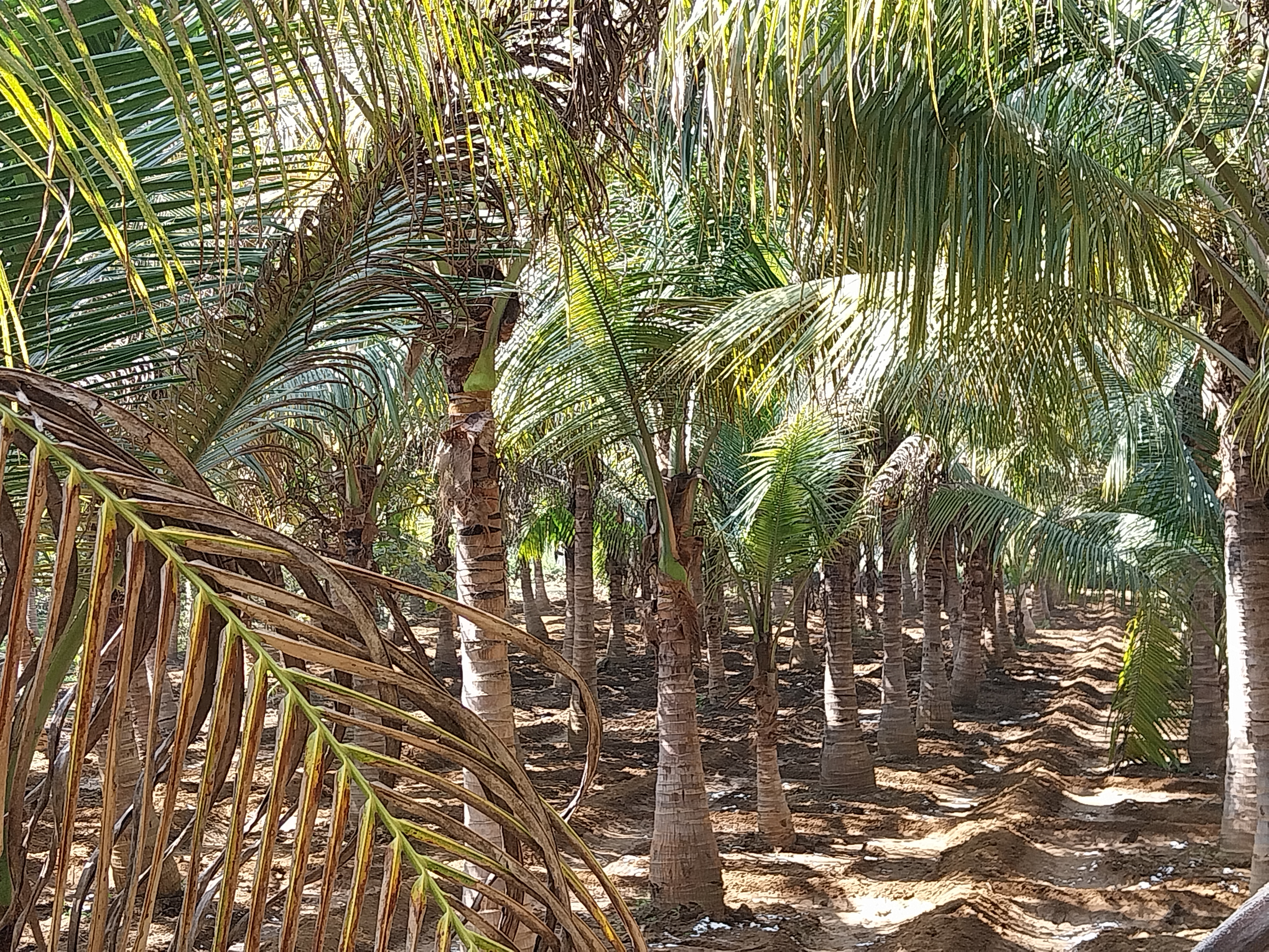 नर्मदा किनारे 2000 नारियल पेड़ों से किसानों का करोड़ों का फल साम्राज्य ...